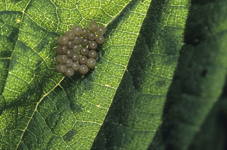 48 Bug eggs Stock Pictures, Editorial Images and Stock Photos ...