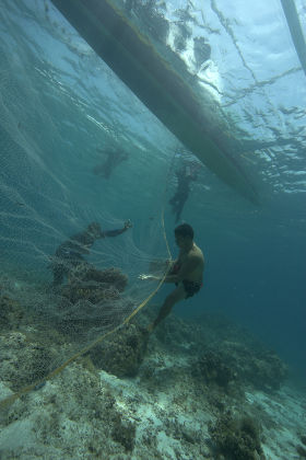 Fisher Catch Pacific Needlefish Net Philippines Editorial Stock Photo ...