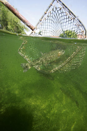 Pisciculture Editorial Stock Photo - Stock Image | Shutterstock