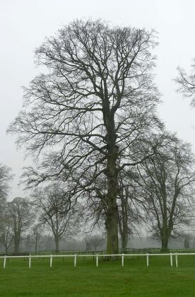 Beech Tree Prince Charles Camilla Parker Editorial Stock Photo - Stock ...