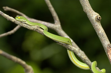 Trimeresurus Macrops Editorial Stock Photo - Stock Image | Shutterstock