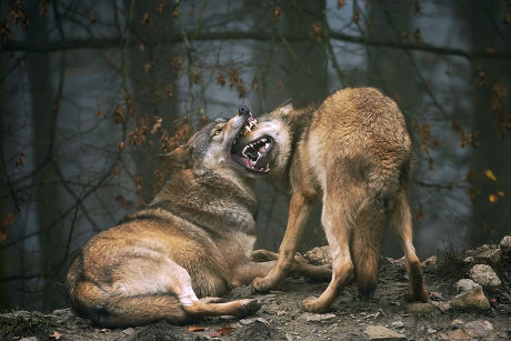 Canadian Timber Wolves Canis Lupus Occidentalis Editorial Stock Photo ...