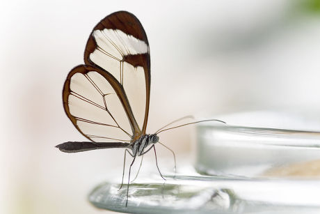 Glasswing Butterfly Great Oto Editorial Stock Photo - Stock Image ...