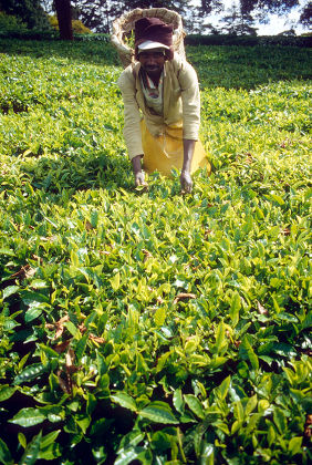 Tea Plantation Kiambethu Farm Limuru Kenya Editorial Stock Photo ...