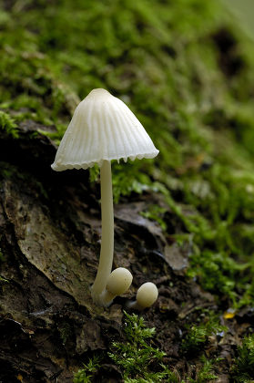 17 Mushrrom Stock Pictures, Editorial Images and Stock Photos ...