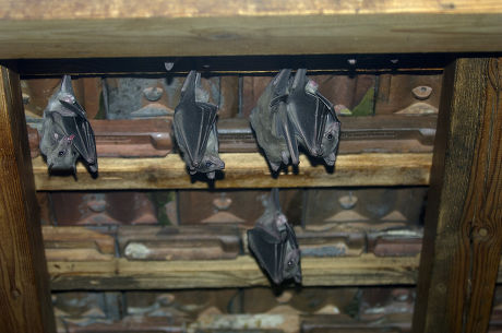 61 Vampire bat Stock Pictures, Editorial Images and Stock Photos ...