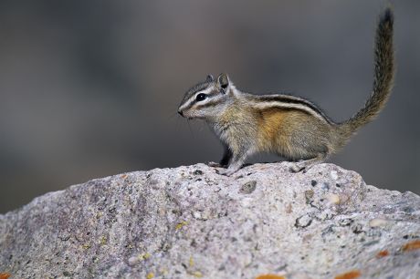 20 Least chipmunks Stock Pictures, Editorial Images and Stock Photos ...