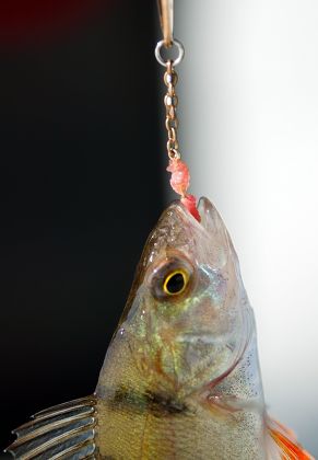 Catching Perch Jig Editorial Stock Photo - Stock Image | Shutterstock