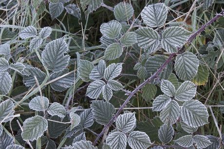12 Silver weed Stock Pictures, Editorial Images and Stock Photos ...