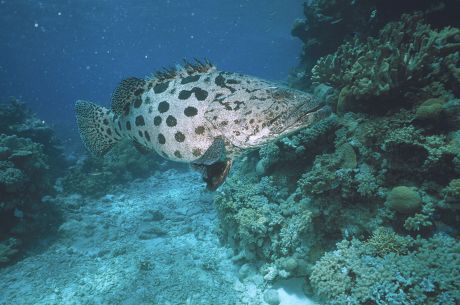 Potato Cod Epinephelus Tukula Great Barrier Editorial Stock Photo ...