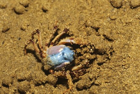 4 Sand burrower Stock Pictures, Editorial Images and Stock Photos ...