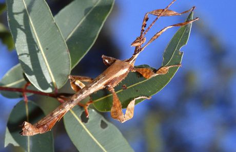 Spiny Leaf Insect Extatosoma Tiaratum Male Editorial Stock Photo ...