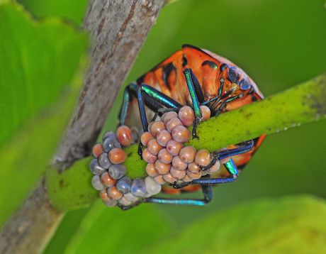 48 Bug eggs Stock Pictures, Editorial Images and Stock Photos ...
