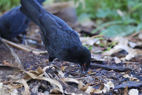 Whitewinged Chough Corcorax Melanorhamphos On Ground Editorial Stock ...
