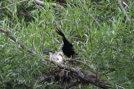 6 Needle beak Stock Pictures, Editorial Images and Stock Photos ...