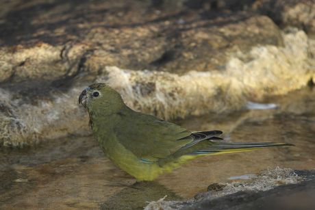Rock Parrot Neophema Petrophila Breeds On Editorial Stock Photo - Stock ...