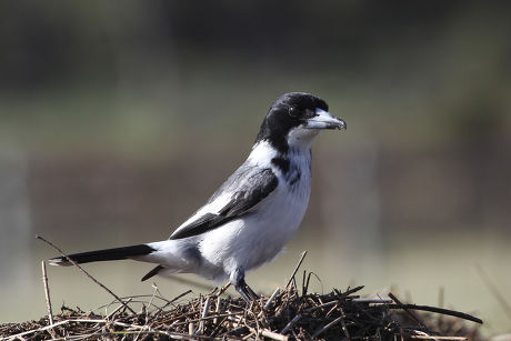 250 Crow nest Stock Pictures, Editorial Images and Stock Photos ...