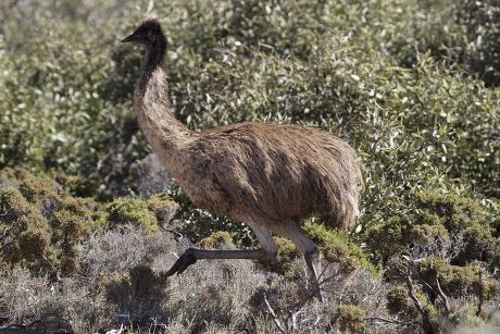 19 Emu bay Stock Pictures, Editorial Images and Stock Photos | Shutterstock