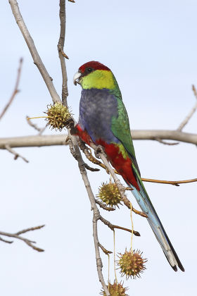 1 Hookbill Stock Pictures, Editorial Images and Stock Photos | Shutterstock