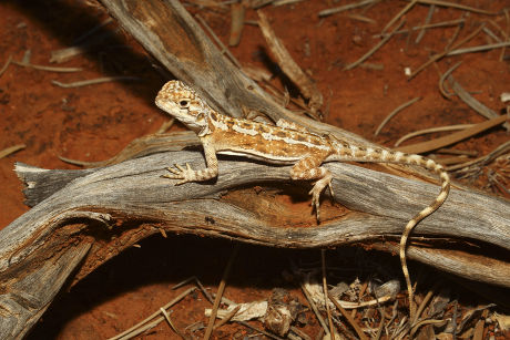 Western Netted Dragon Ctenophorus Reticulatus Juvenile Editorial Stock ...