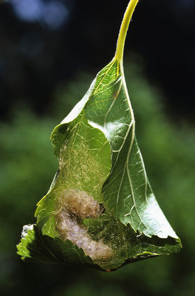 Silkmoth Bombyx Mori Larva Silkworm Spinning Editorial Stock Photo ...