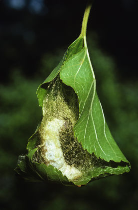 Silkmoth Bombyx Mori Larva Silkworm Spinning Editorial Stock Photo ...