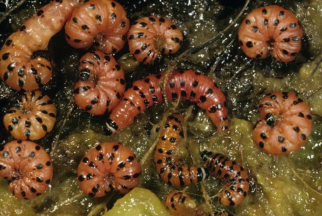5 Cactoblastis Stock Pictures, Editorial Images and Stock Photos ...