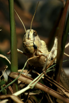 Migratory Locust Locusta Migratoria Adult Consumes Editorial Stock ...