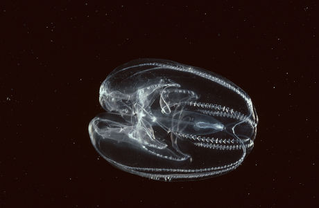 250 Hermaphrodite Stock Pictures, Editorial Images and Stock Photos ...