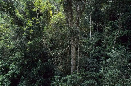 Subtropical Rainforest Canopy Viewed Observation Tower Editorial Stock ...