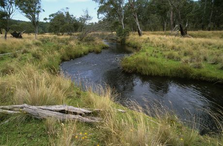 Gummi River Near Manning River Headwaters Editorial Stock Photo - Stock ...