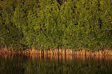 3 Small stilted Stock Pictures, Editorial Images and Stock Photos ...