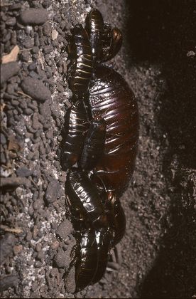 Giant Burrowing Cockroach Macropanesthia Rhinoceros Female Editorial ...