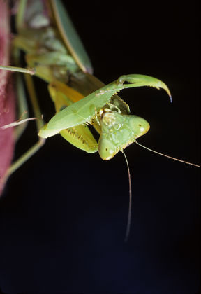 23 Common green mantis Stock Pictures, Editorial Images and Stock ...