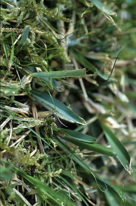 23 Common green mantis Stock Pictures, Editorial Images and Stock ...