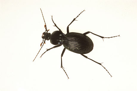Beetle Coleoptera Typical Insect Six Legs Editorial Stock Photo - Stock ...