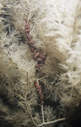 Snake Star Astrobrachion Constrictum Spotted Form Editorial Stock Photo ...