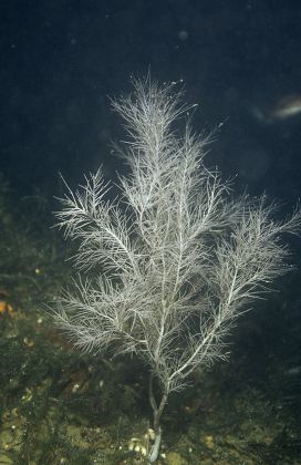 Black Coral Antipathes Fiordensis Colony Growing Editorial Stock Photo ...