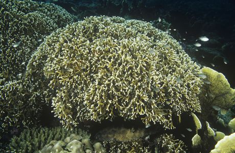Fire Coral Millepora Species Type Hydrocoral Editorial Stock Photo ...