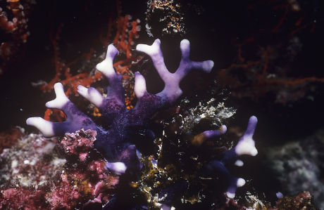 1 Hydrocorals Stock Pictures, Editorial Images and Stock Photos ...