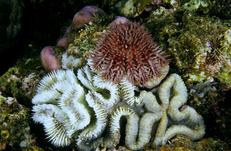 5 Spinulosida Stock Pictures, Editorial Images and Stock Photos ...