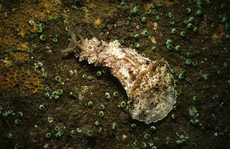 Sea Hare Dolabella Auricularia On Reef Editorial Stock Photo - Stock ...