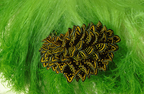Sea Slug Cyerce Nigricans Feeding On Editorial Stock Photo - Stock ...