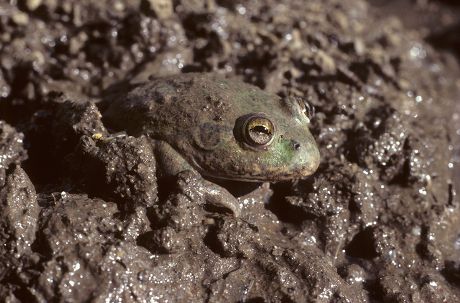 Waterholding Frog Cyclorana Platycephala Burrowing Down Editorial Stock ...