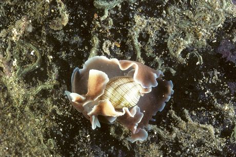 5 Cephalaspidea Stock Pictures, Editorial Images and Stock Photos ...