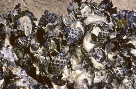 Black Oyster Borers Mulberry Shells Morula Editorial Stock Photo ...