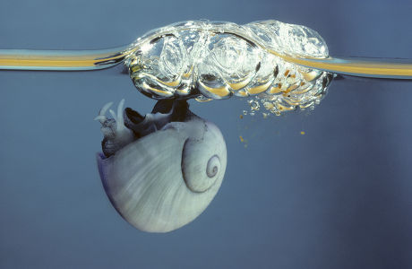 50 Bubble raft Stock Pictures, Editorial Images and Stock Photos ...