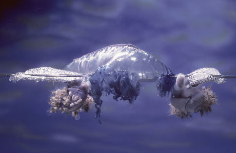 50 Bubble raft Stock Pictures, Editorial Images and Stock Photos ...