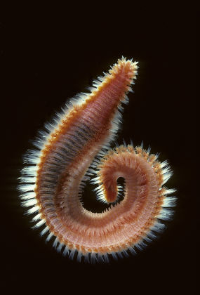 2 Amphinomidae Stock Pictures, Editorial Images and Stock Photos ...