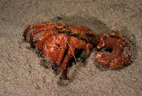 Hermit Crab Dardanus Megistos Without Shell Editorial Stock Photo ...